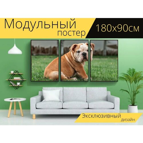 Модульный постер "Английский бульдог, собака, милая" 180 x 90 см. для интерьера