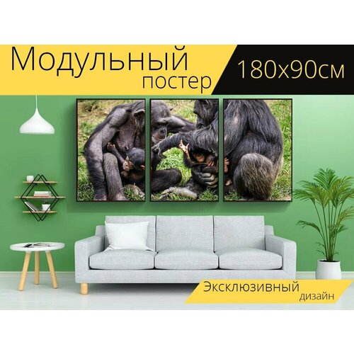Модульный постер "Шимпанзе, обезьяны, большие обезьяны" 180 x 90 см. для интерьера