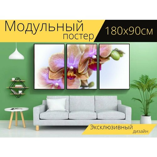 Модульный постер "Фаленопсис, орхидея, цвести" 180 x 90 см. для интерьера
