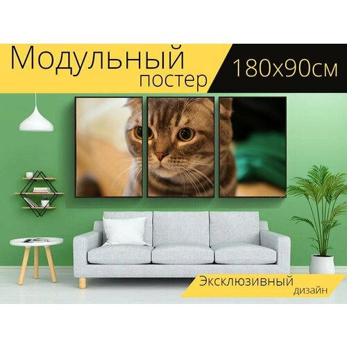 Модульный постер "Кошка, большой глаз, красивая" 180 x 90 см. для интерьера