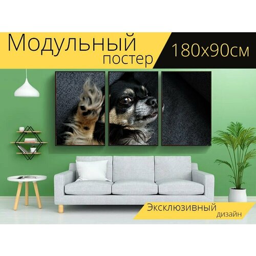 Модульный постер "Маленькая собака, чиуауа, животное" 180 x 90 см. для интерьера