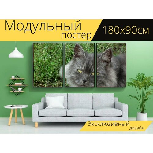 Модульный постер "Кот, кошка, кошачий глаз" 180 x 90 см. для интерьера