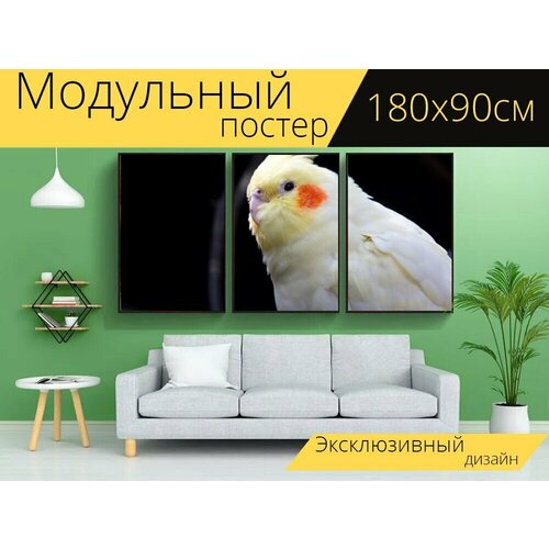Модульный постер "Корелла, попугай, птица" 180 x 90 см. для интерьера