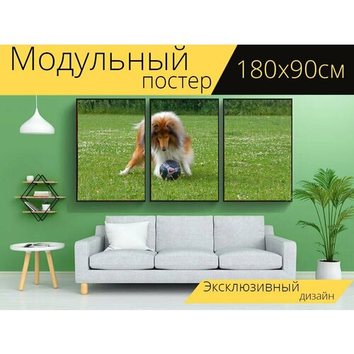 Модульный постер "Колли, грубая колли, собака" 180 x 90 см. для интерьера