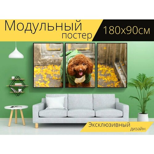 Модульный постер "Игрушечный пудель, собака, домашний питомец" 180 x 90 см. для интерьера