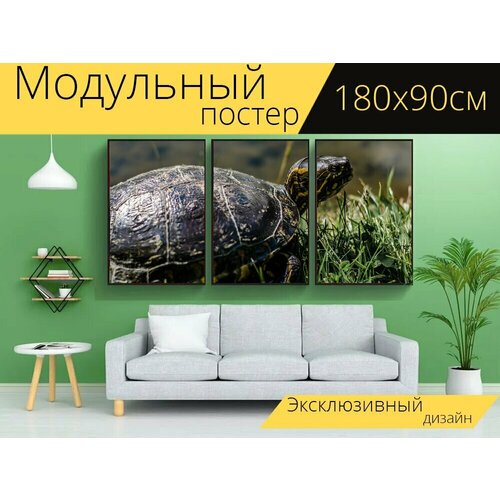 Модульный постер "Животное, тортуга, черепаха" 180 x 90 см. для интерьера