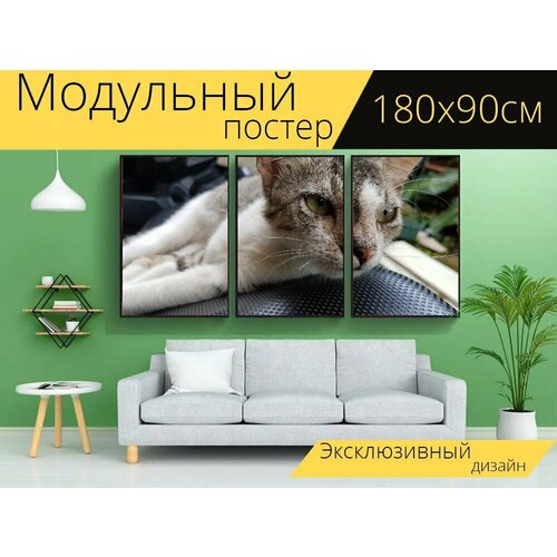 Модульный постер "Кошка, закрыть, домашний питомец" 180 x 90 см. для интерьера