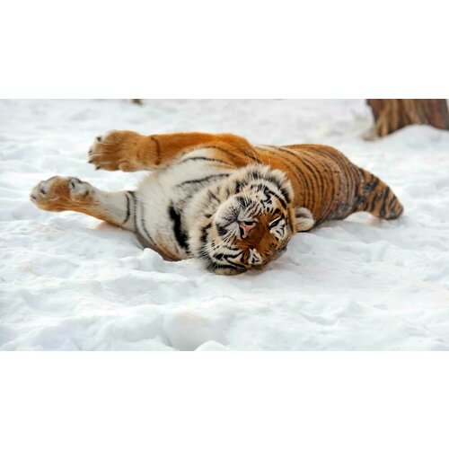Картина на холсте 60x110 LinxOne "Тигр амурский снег кошка" интерьерная для дома / на стену / на кухню / с подрамником