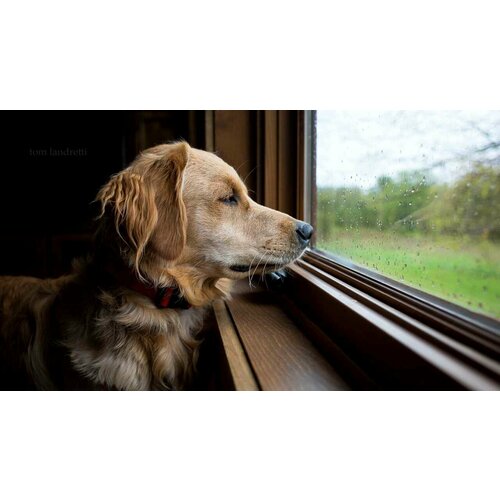 Картина на холсте 60x110 LinxOne "Собака окно друг взгляд" интерьерная для дома / на стену / на кухню / с подрамником