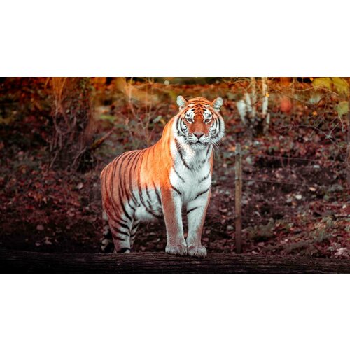 Картина на холсте 60x110 LinxOne "Тигр животное хищник" интерьерная для дома / на стену / на кухню / с подрамником