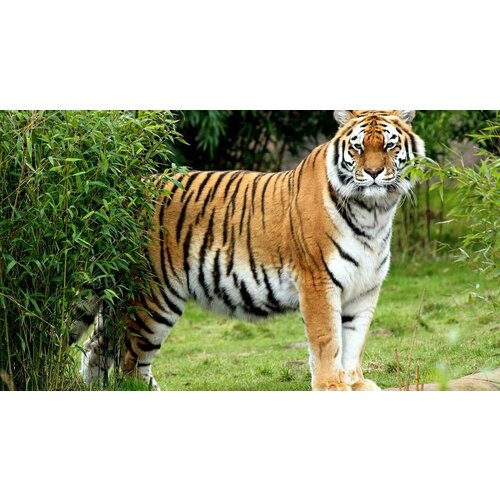 Картина на холсте 60x110 LinxOne "Тигры хищник" интерьерная для дома / на стену / на кухню / с подрамником