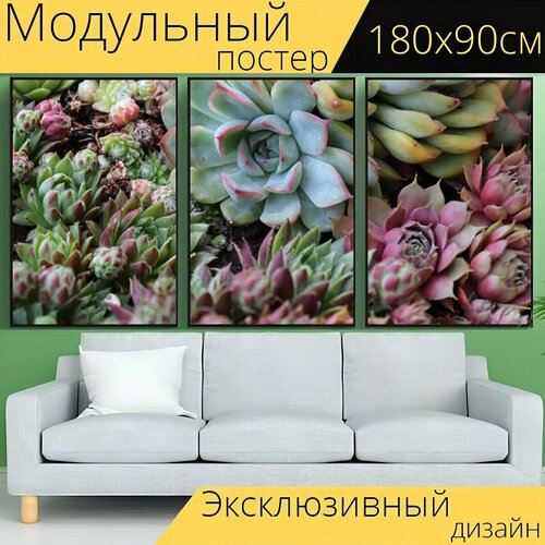 Модульный постер "Суккуленты, растения, ботанический" 180 x 90 см. для интерьера
