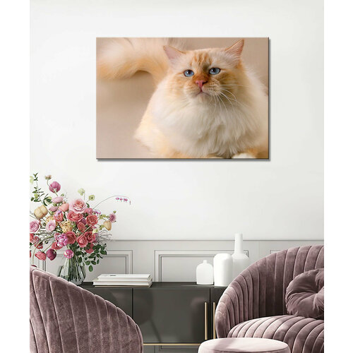 Картина - бирманская кошка, кот, белая шерсть, пушистая кошка, ласковая кошка (24) 20х30