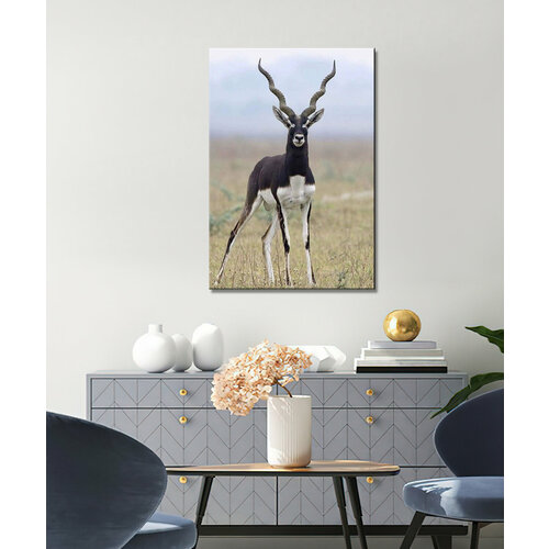 Картина - рогатая антилопа, антилопа черно-белая 50х70