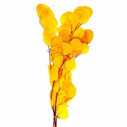 Сухоцвет персикого дерева, 50 г, длина — 70 см, цвет жёлтый (комплект из 2 шт)
