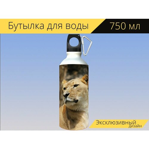 Бутылка фляга для воды "Лев, хищник, большой кот" 750 мл. с карабином и принтом