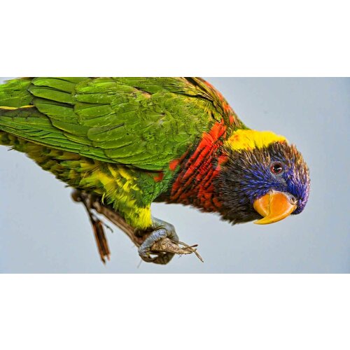 Картина на холсте 60x110 LinxOne "Животные попугаи яркий" интерьерная для дома / на стену / на кухню / с подрамником