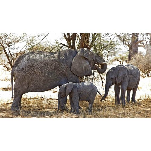 Картина на холсте 110x60 LinxOne "Природа слоны Африка" интерьерная для дома / на стену / на кухню / с подрамником