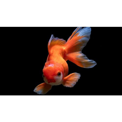 Картина на холсте 60x110 LinxOne "Рыба аквариум золотая рыбка темный" интерьерная для дома / на стену / на кухню / с подрамником