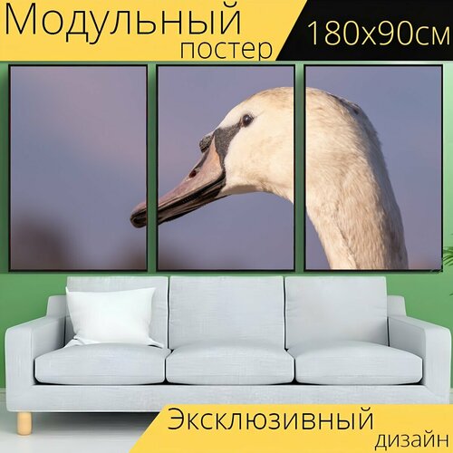 Модульный постер "Лебедь, молодой, молодой лебедь" 180 x 90 см. для интерьера