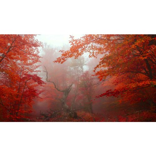 Картина на холсте 60x110 LinxOne "Осень лес fog деревья autumn" интерьерная для дома / на стену / на кухню / с подрамником