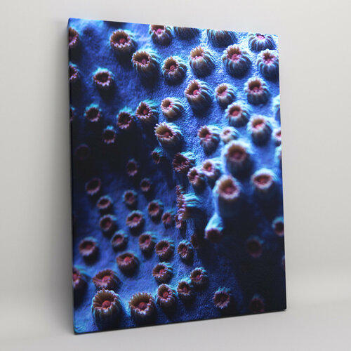 Картина на холсте (интерьерный постер) "Подводный мир - кораллы" океан, с деревянным подрамником, размер 45x60 см