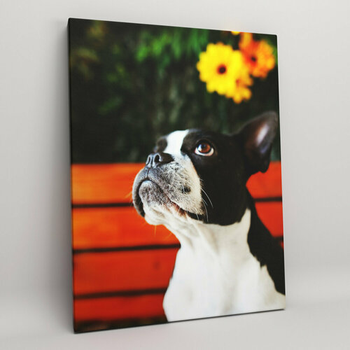 Картина на холсте (интерьерный постер) "Французский бульдог" собаки, с деревянным подрамником, размер 30x40 см