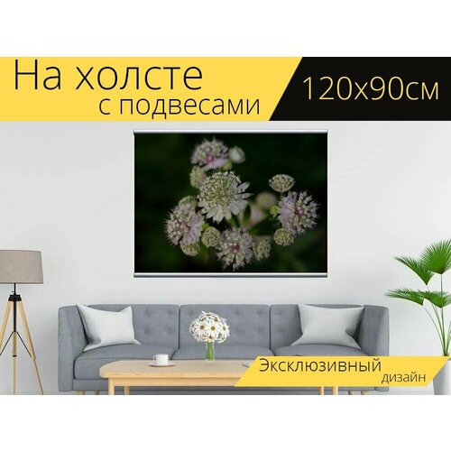 Картина на холсте "Astrantia основных, сад, цветы" с подвесами 120х90 см. для интерьера