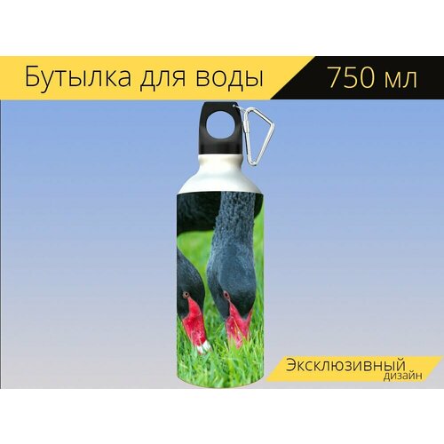Бутылка фляга для воды "Черный лебедь, лебеди, птицы" 750 мл. с карабином и принтом