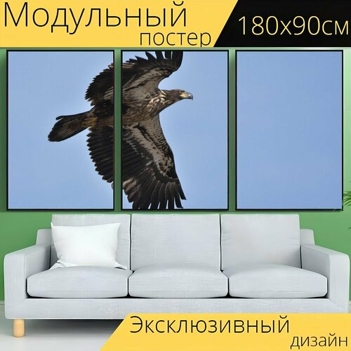 Модульный постер "Природа, птица, хищник" 180 x 90 см. для интерьера