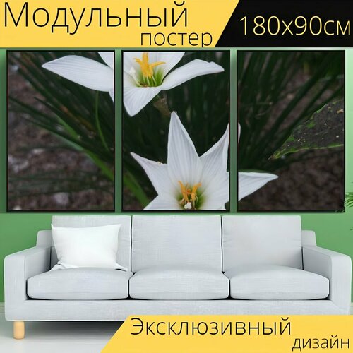 Модульный постер "Белый, цветок, природа" 180 x 90 см. для интерьера