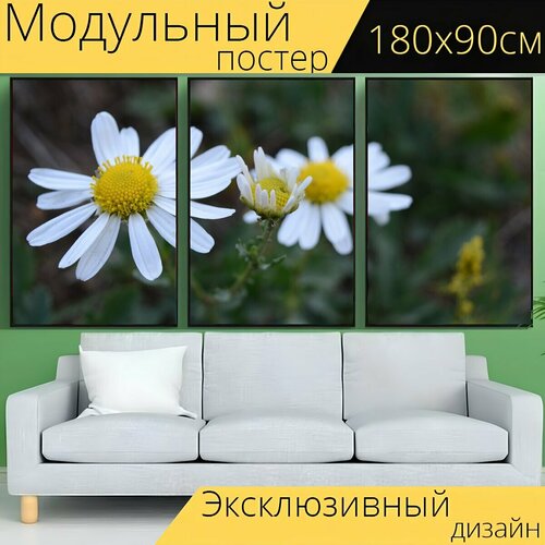 Модульный постер "Дикие хризантемы, белый, до и после" 180 x 90 см. для интерьера