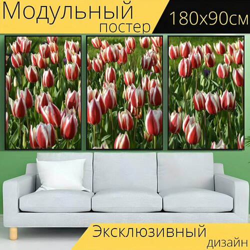 Модульный постер "Цветы, тюльпаны, лепестки" 180 x 90 см. для интерьера
