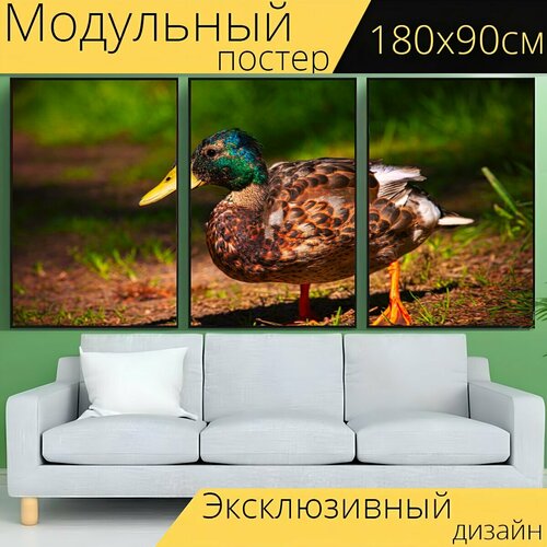 Модульный постер "Утка, птица, природа" 180 x 90 см. для интерьера