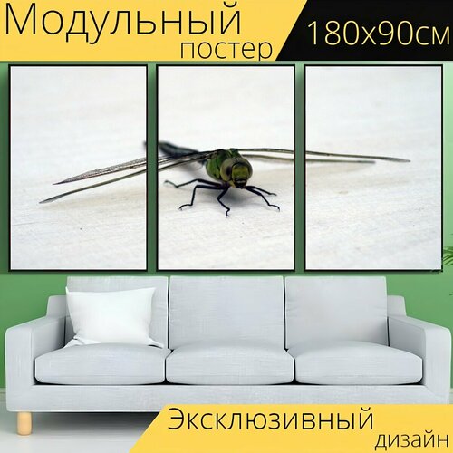 Модульный постер "Стрекоза, природа, насекомые" 180 x 90 см. для интерьера