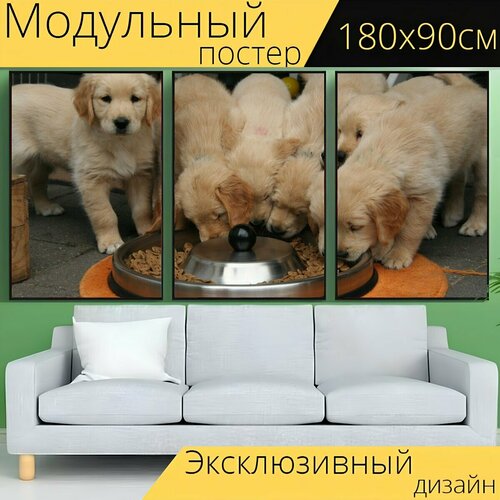 Модульный постер "Золотой ретривер щенка, собаки щенки во время еды, симпатичный щенок" 180 x 90 см. для интерьера