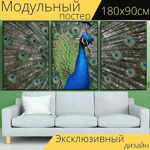 Модульный постер "Павлин, птицы, синий" 180 x 90 см. для интерьера