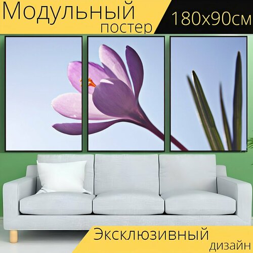 Модульный постер "Крокус, цветок, цветы" 180 x 90 см. для интерьера
