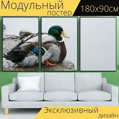 Модульный постер "Утка, птица, животное" 180 x 90 см. для интерьера