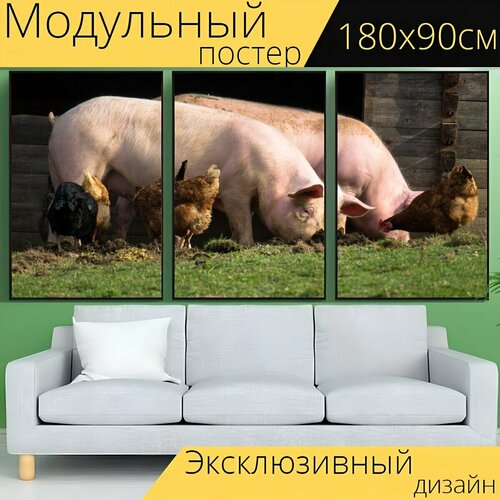 Модульный постер "Свиньи, курица, фермерский двор" 180 x 90 см. для интерьера