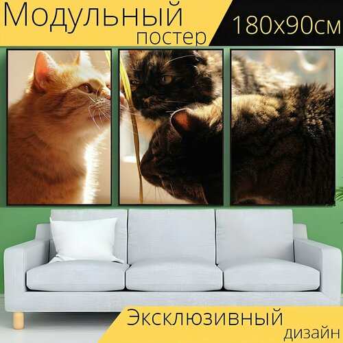 Модульный постер "Кошки, коты, три" 180 x 90 см. для интерьера
