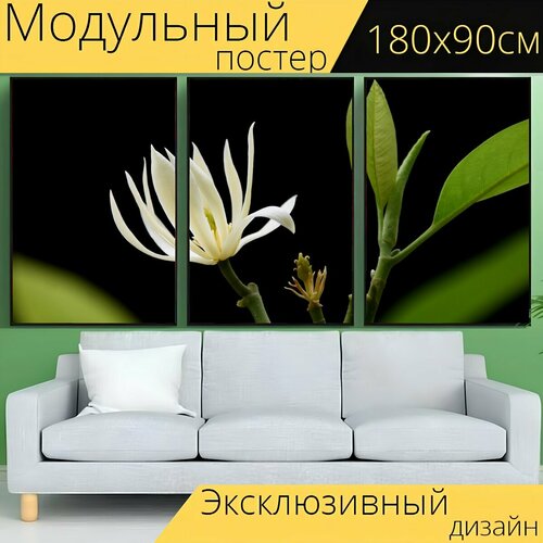 Модульный постер "Орхидея, белый магнолия, белый цветок" 180 x 90 см. для интерьера