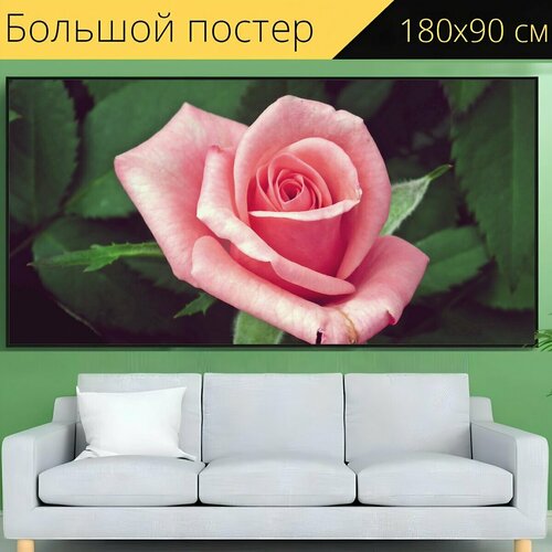 Большой постер "Роуз, цветок, розовый" 180 x 90 см. для интерьера