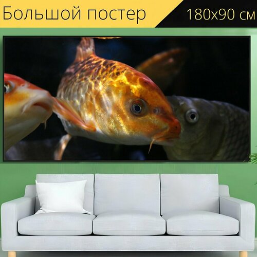 Большой постер "Рыбы, аквариум, карась" 180 x 90 см. для интерьера
