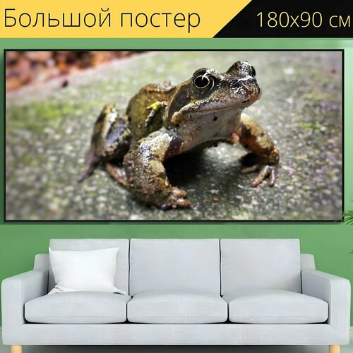 Большой постер "Лягушка, дикая природа, жаба" 180 x 90 см. для интерьера