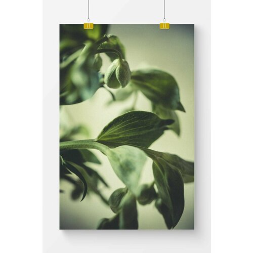 Постер для интерьера Postermarkt, 70х100 см в тубусе, постер Растение #21