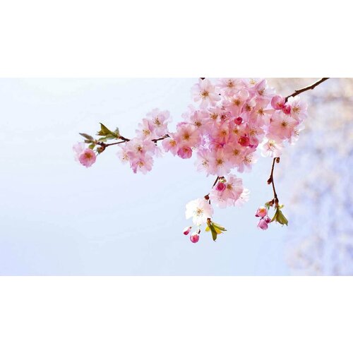 Картина на холсте 60x110 Альянс Лес "Весна соцветие макро ветка" на подрамнике / интерьер/ декор
