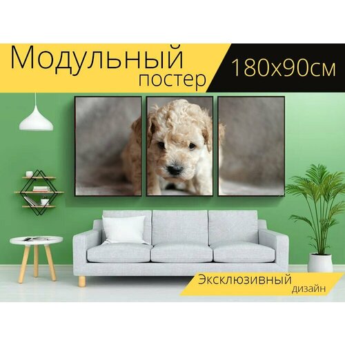Модульный постер "Щенок, пудель, собака" 180 x 90 см. для интерьера