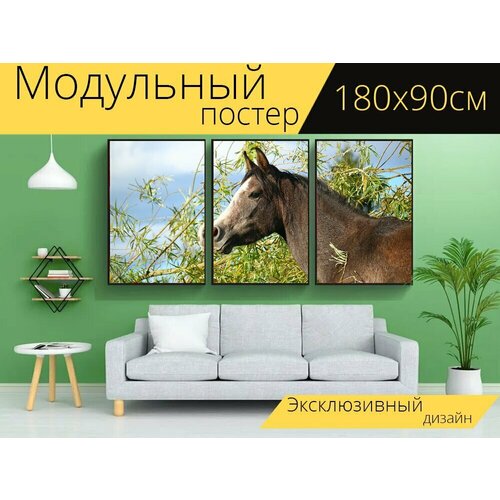 Модульный постер "Лошадь, лошадиная голова, араб" 180 x 90 см. для интерьера