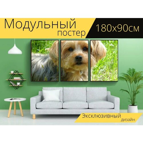 Модульный постер "Йоркширский терьер, собака, породы собак" 180 x 90 см. для интерьера